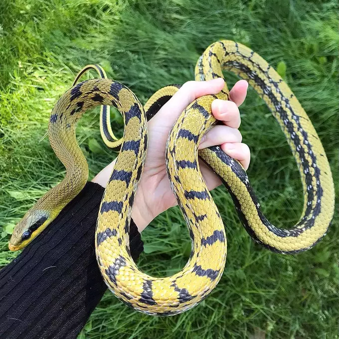 Care Instructions & Species Profile: Taiwan Beauty Snake - The Reptile Bay