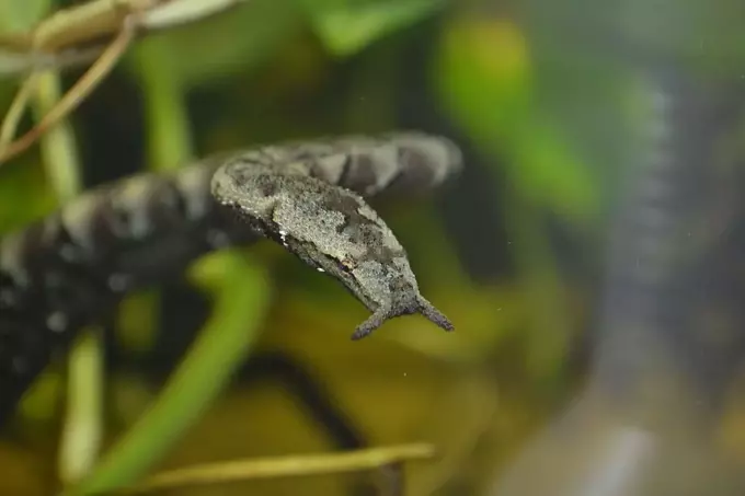 Tentacled Snake: Care Instructions and Species Information - The ...